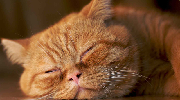 Assurance animaux : L’identification obligatoire pour tous les chats